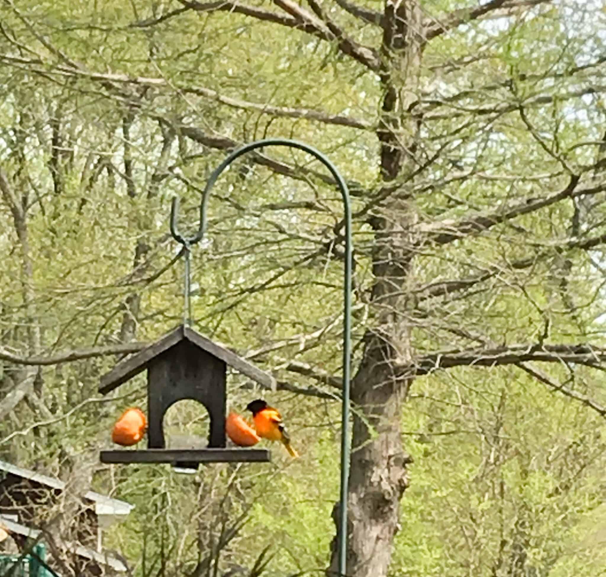 When is the Best Time to Put out Your Oriole Feeder? | Living Large In ...