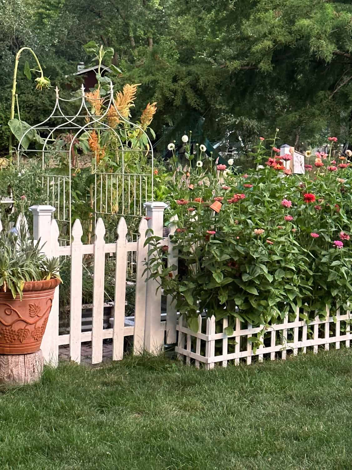 The Benefits of Pinching Flower Seedlings | Living Large In A Small ...