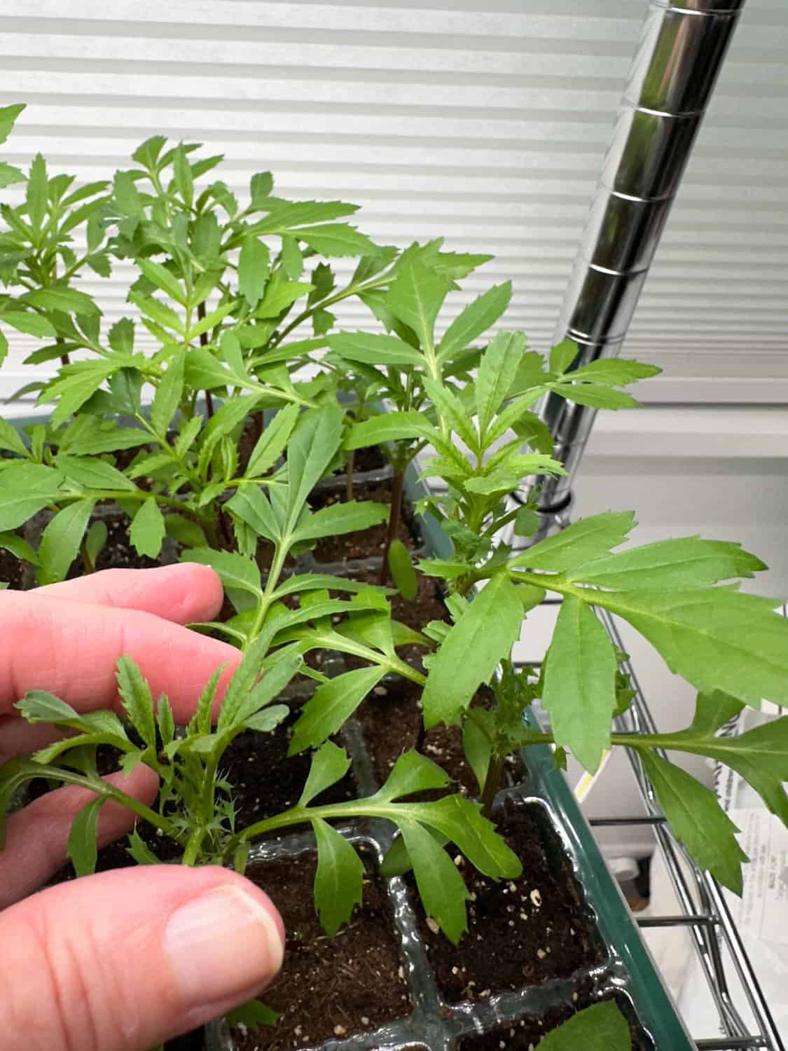 The Benefits of Pinching Flower Seedlings | Living Large In A Small ...
