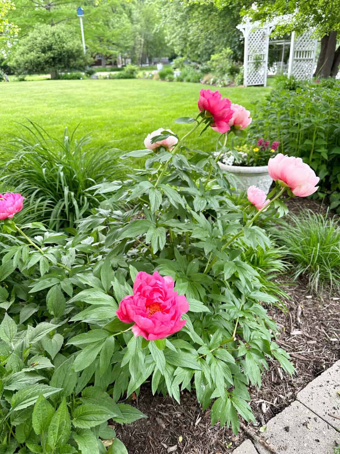 Living Large In A Small House, LLC | Tips for How to Keep Your Peonies ...