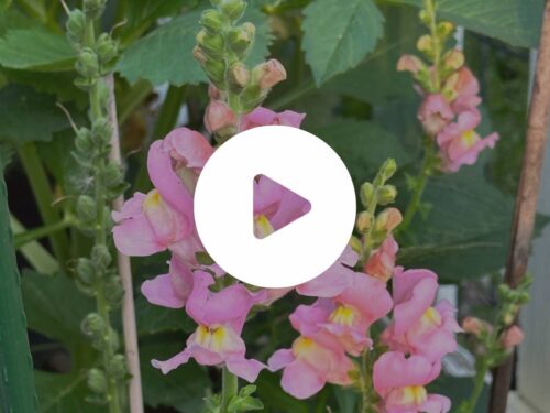 Living Large In A Small House, LLC | Sow What? Harvesting Snapdragon ...